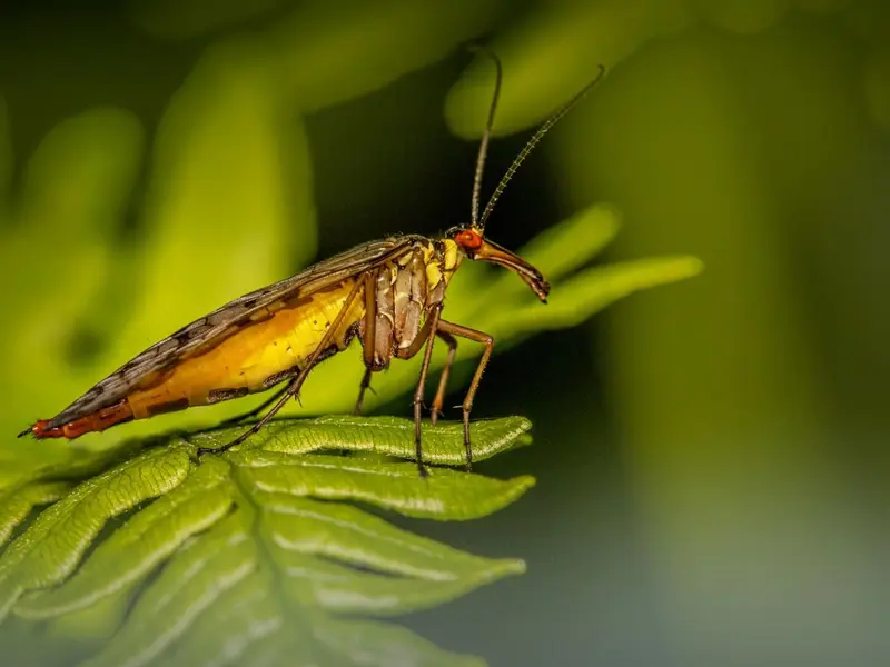 Alacrán con alas en México: Temporada, peligros y dónde se encuentran ...